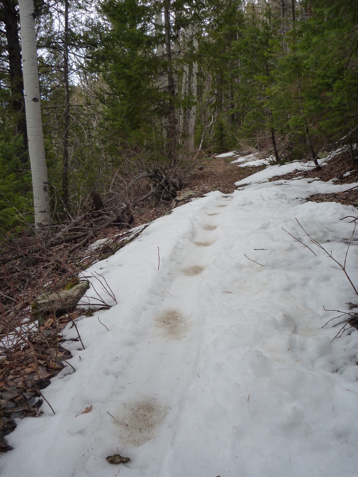 Romping and Rolling in the Rockies: A bear and her cubs!