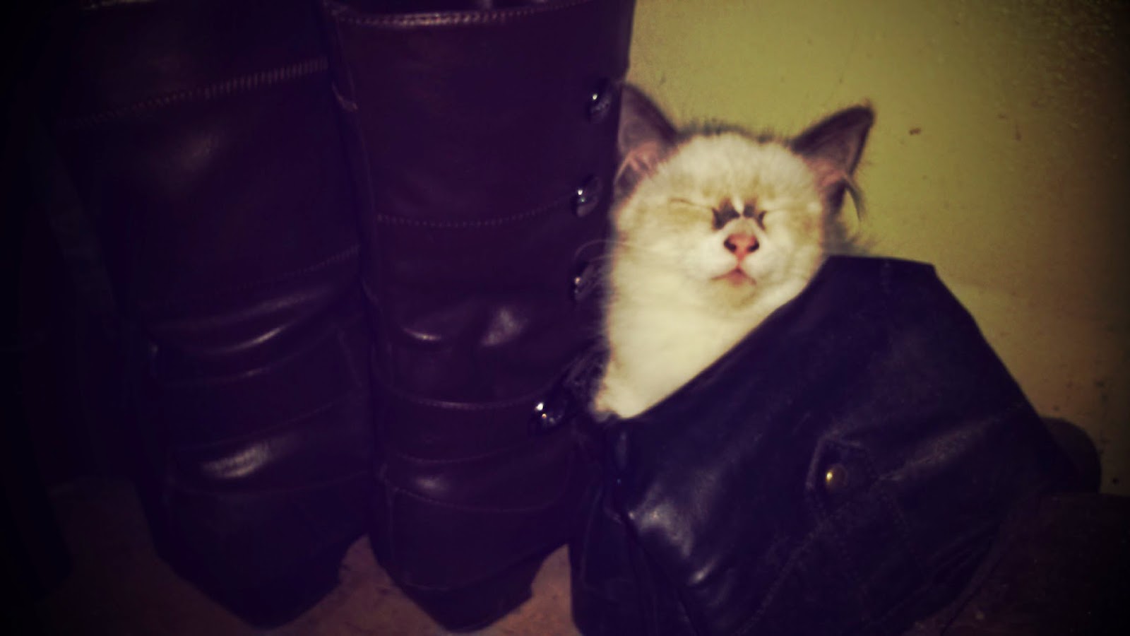 Simply.Exploring.the"Perhaps": The Fun of Rearing a Cat