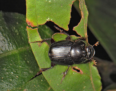 BunyipCo: September 2012