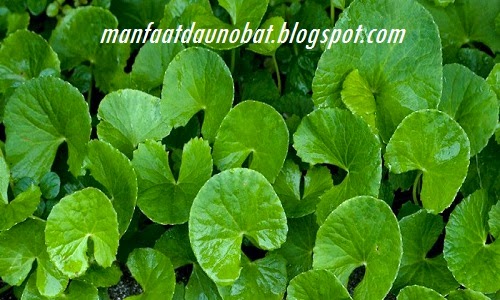 Khasiat Antanan Mampuh Mengobati Berbagai Penyakit | Cara Pengobatan ...