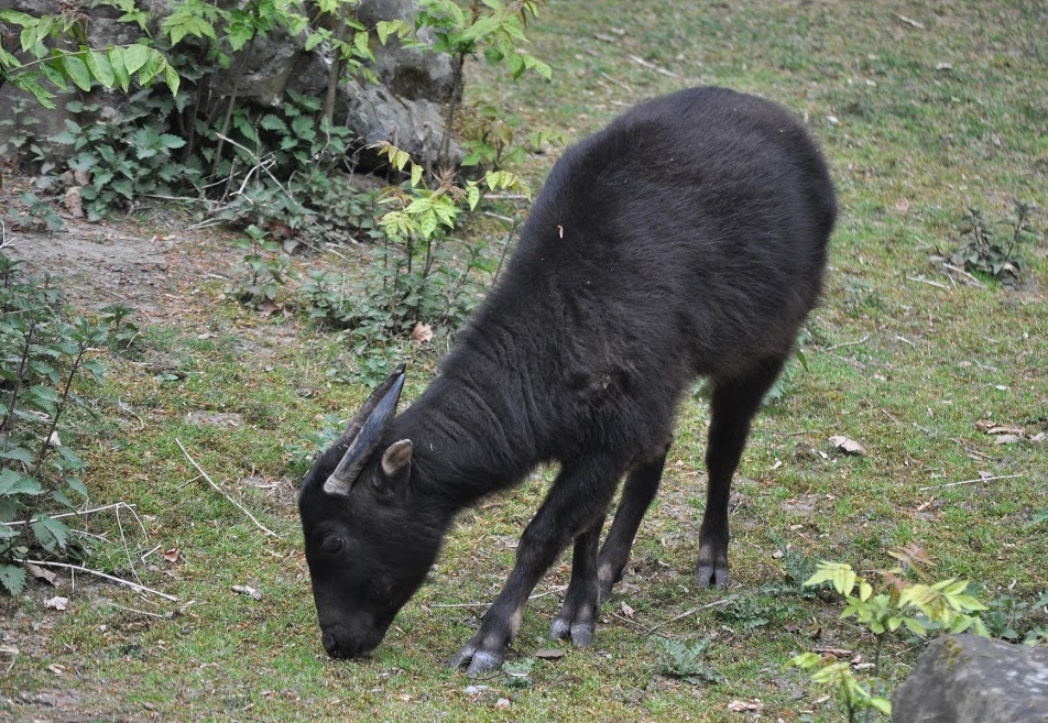 ZOOTOGRAFIANDO (6.100 ANIMALS): ANOA DE MONTAÑA / MOUNTAIN ANOA ...