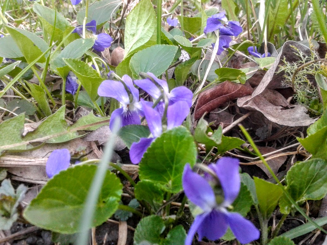 Csorba Zoltán: Ibolya