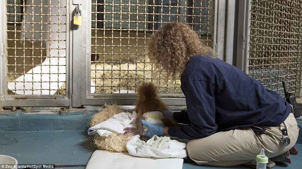 Fauna Urbana Villa María: Pongo el orangután finalmente gana la ...