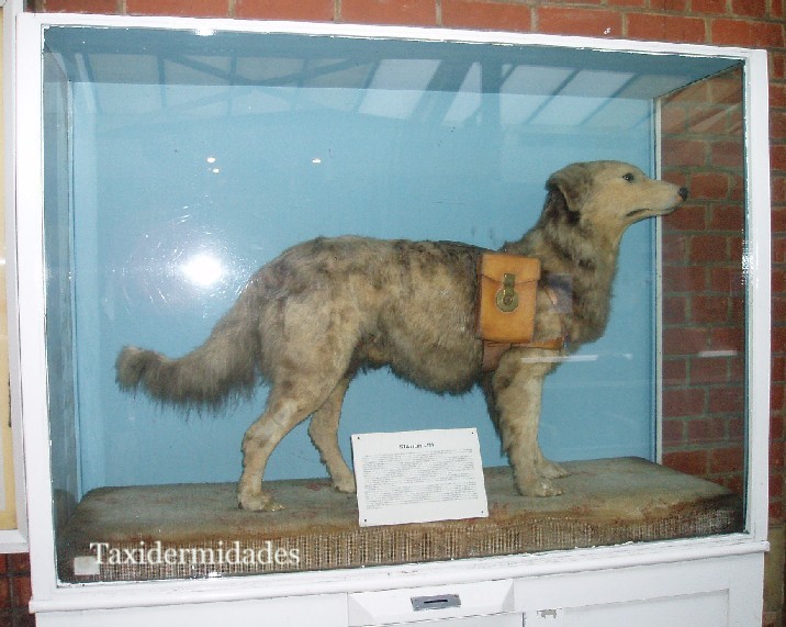 Los perros limosneros de las estaciones de tren inglesas. | Taxidermidades