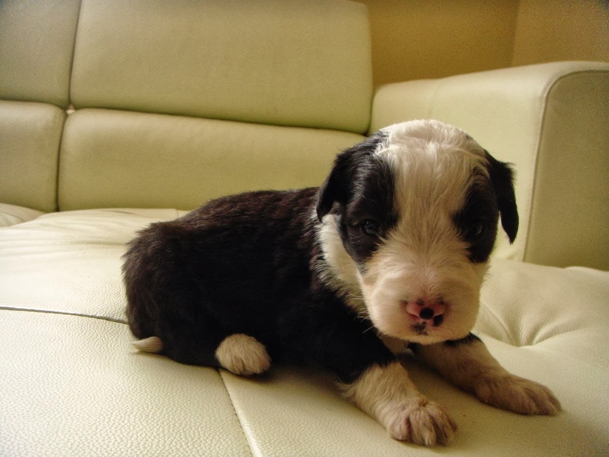 Imagenes de Perritos: octubre 2013