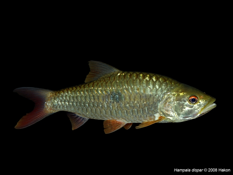 Mahamaya Hiko: hampala macrolepidota , ikan predator penghuni perairan ...