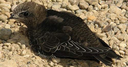 Common swift pictures | Birds of India | Bird World