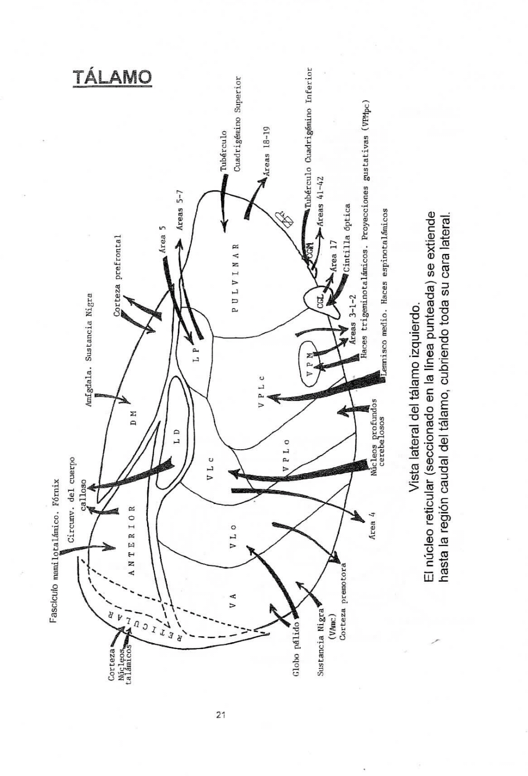 Estudiante de medicina : Apunte de neuroanatomia de Forlizzi Pro