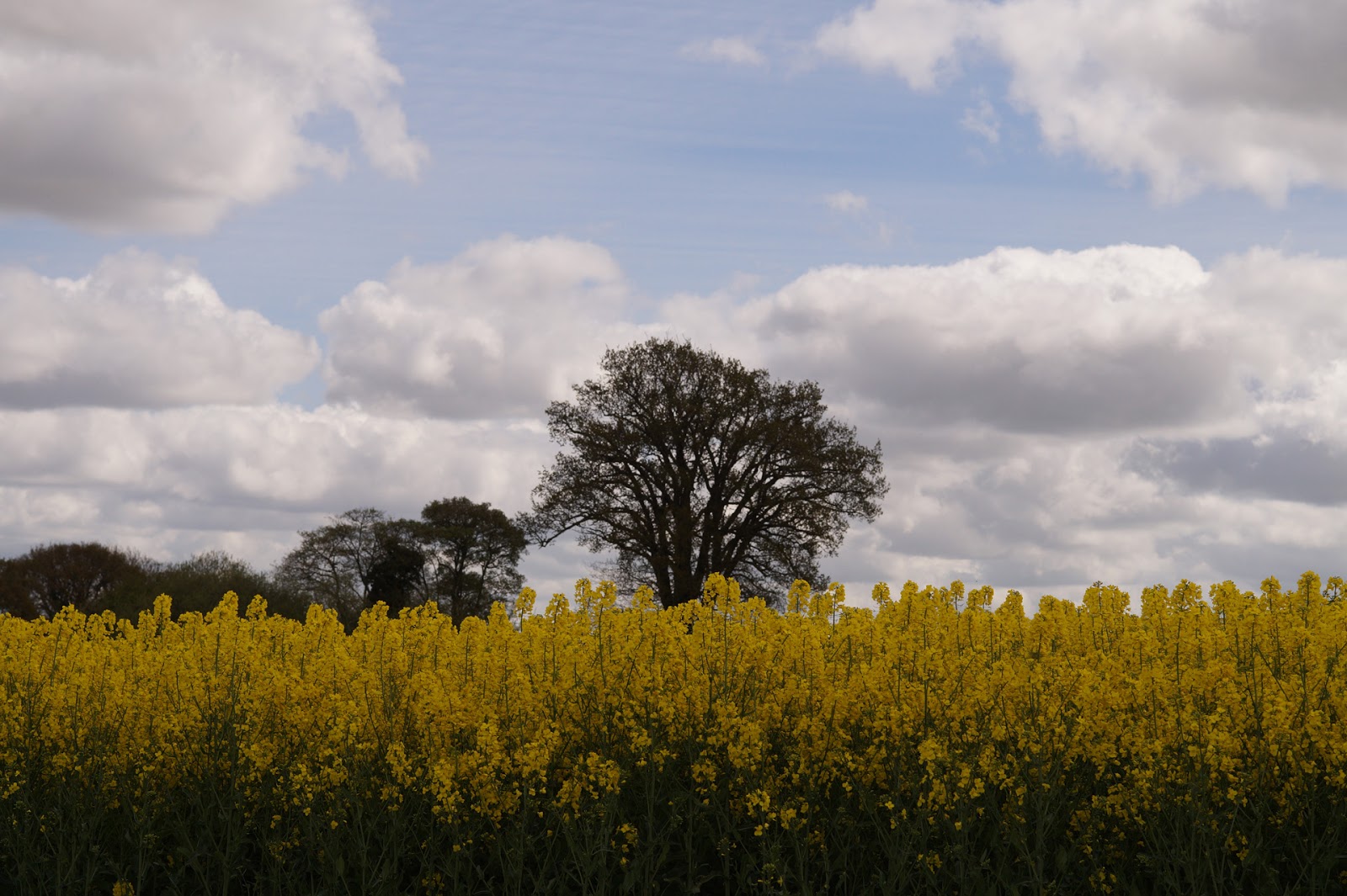 The wild Norfolk countryside - Swanton Morley Carrick Estate - Sophie ...