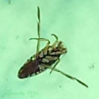 Insetologia - Identificação de insetos: Insetos Aquáticos em São Paulo