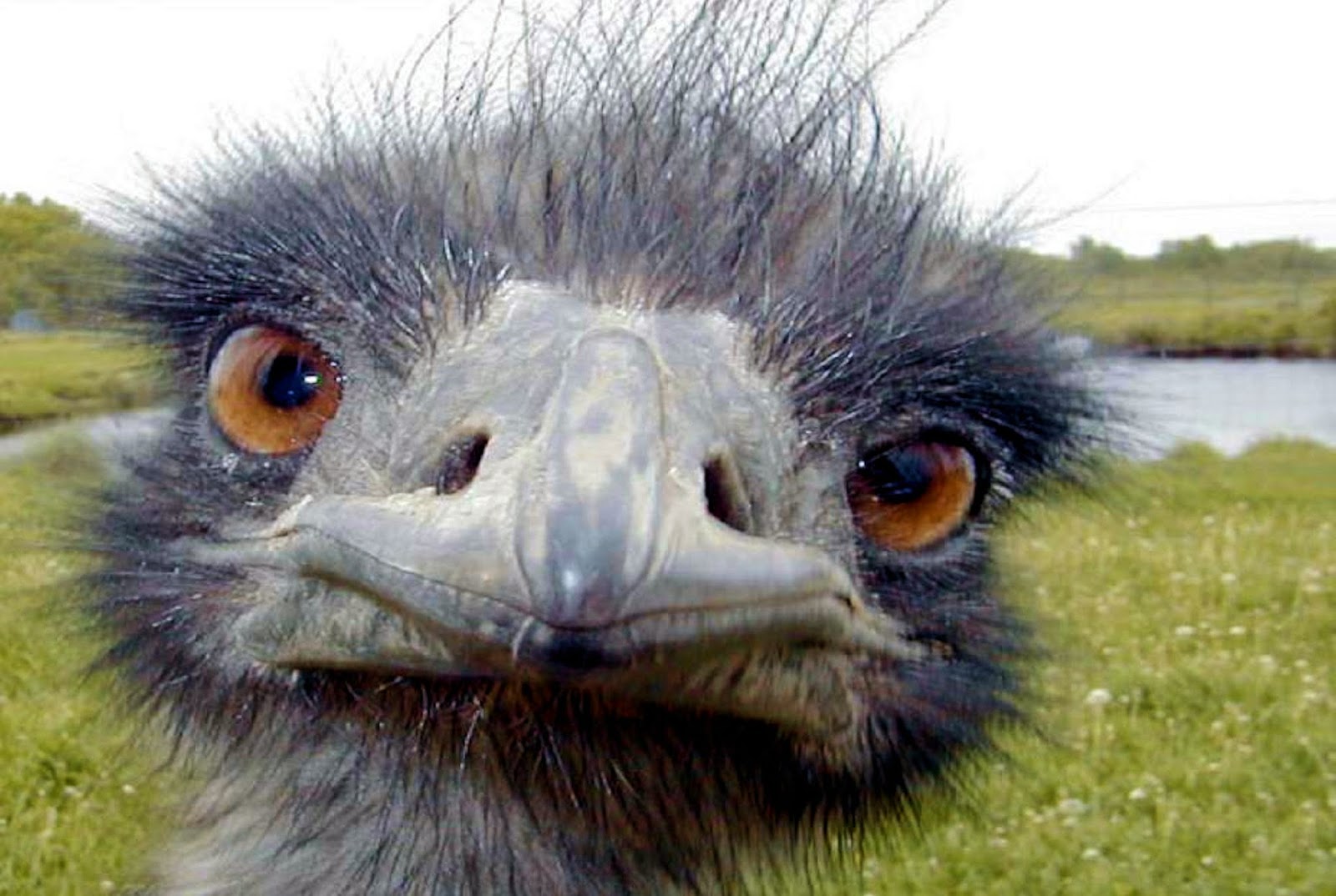 GEE Funny Farm: GEE Funny Farm Memes