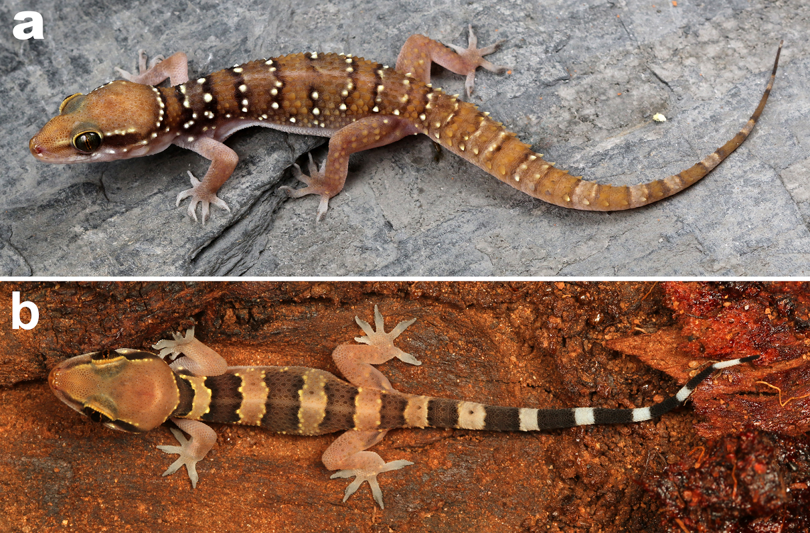 Species New to Science: [Herpetology • 2018] First Appearance Deceives ...