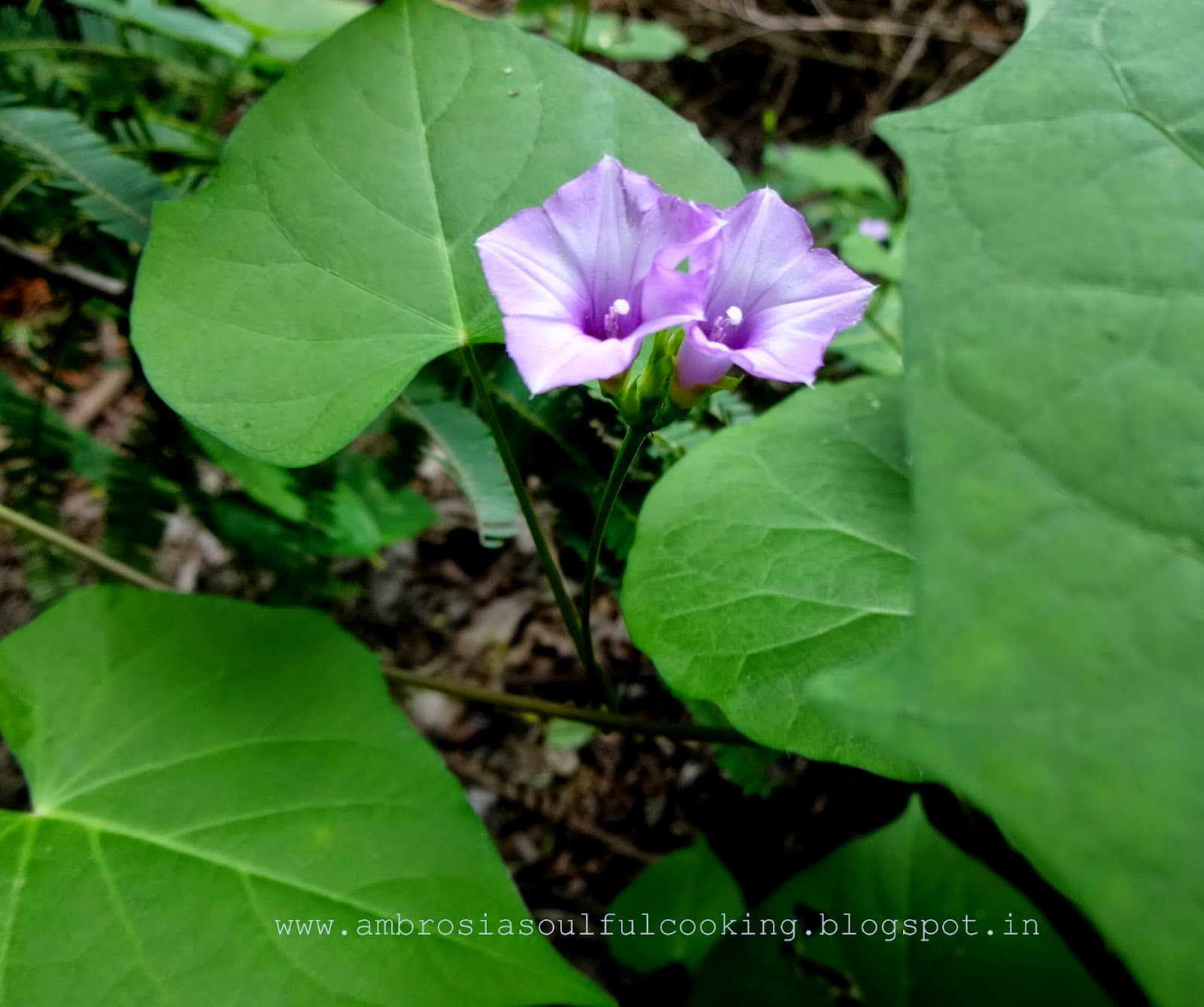 Bay Leaf Pound Cake (Whole Wheat Flour) | Ambrosia