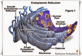 Struktur Retikulum Endoplasma Kasar - Biologi Edukasi: Belajar Sains ...