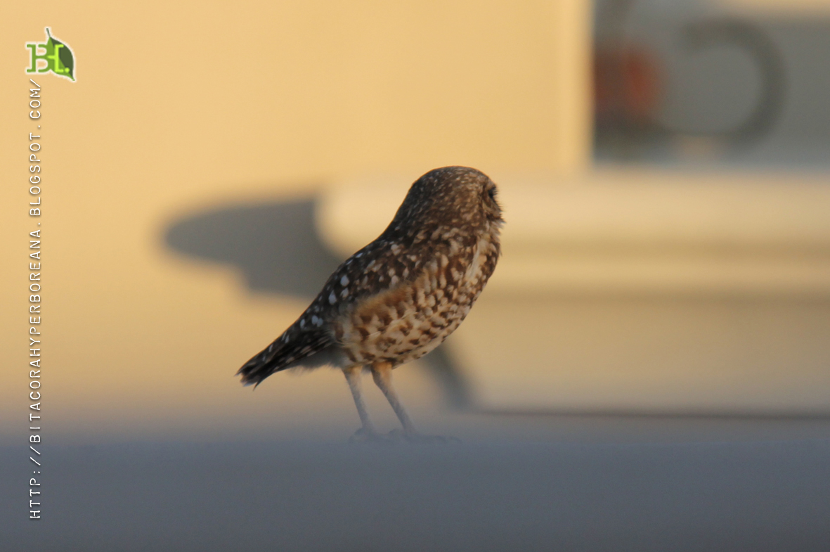 Bitácora Hyperboreana: 05.11