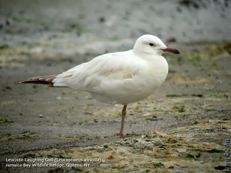 The City Birder: Leucism in Birds