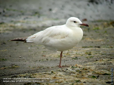 The City Birder: Leucism in Birds
