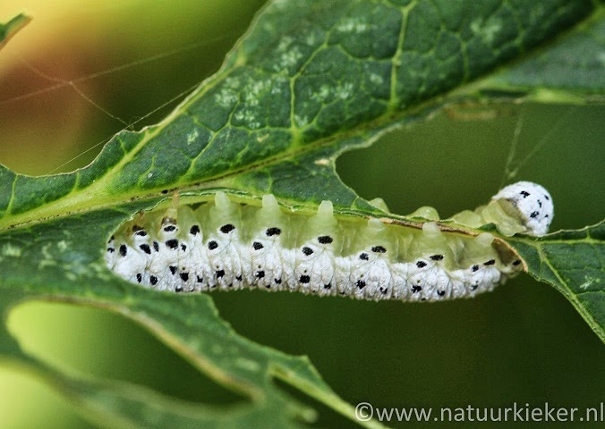 Rupsen en geen rupsen