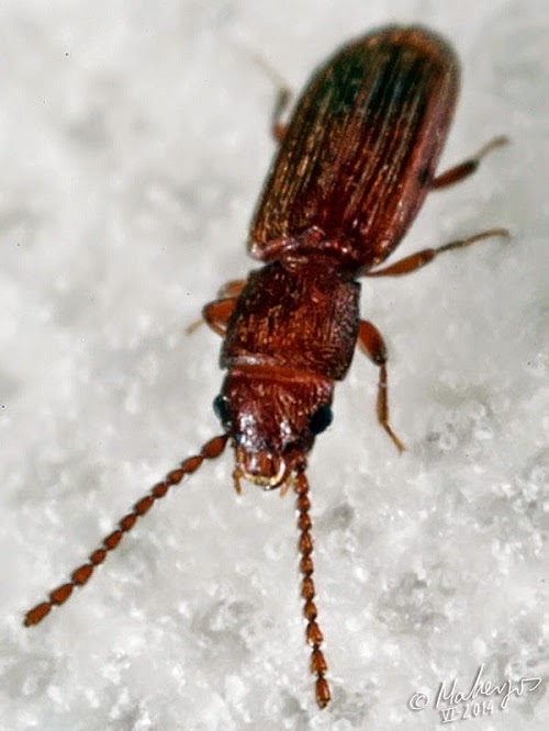 Biodiversidad Costa Granadina y ... (Fauna): Carcoma aplanada de los ...