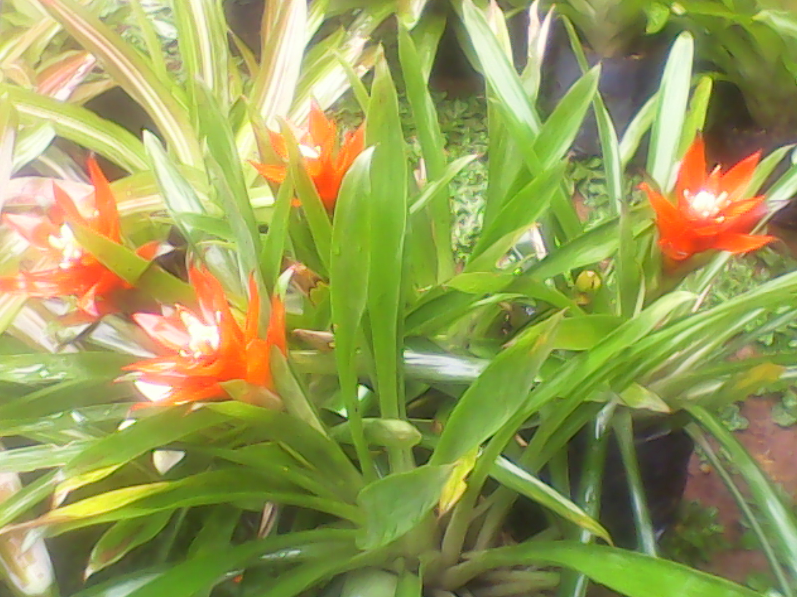 Pohon bromelia guzmania