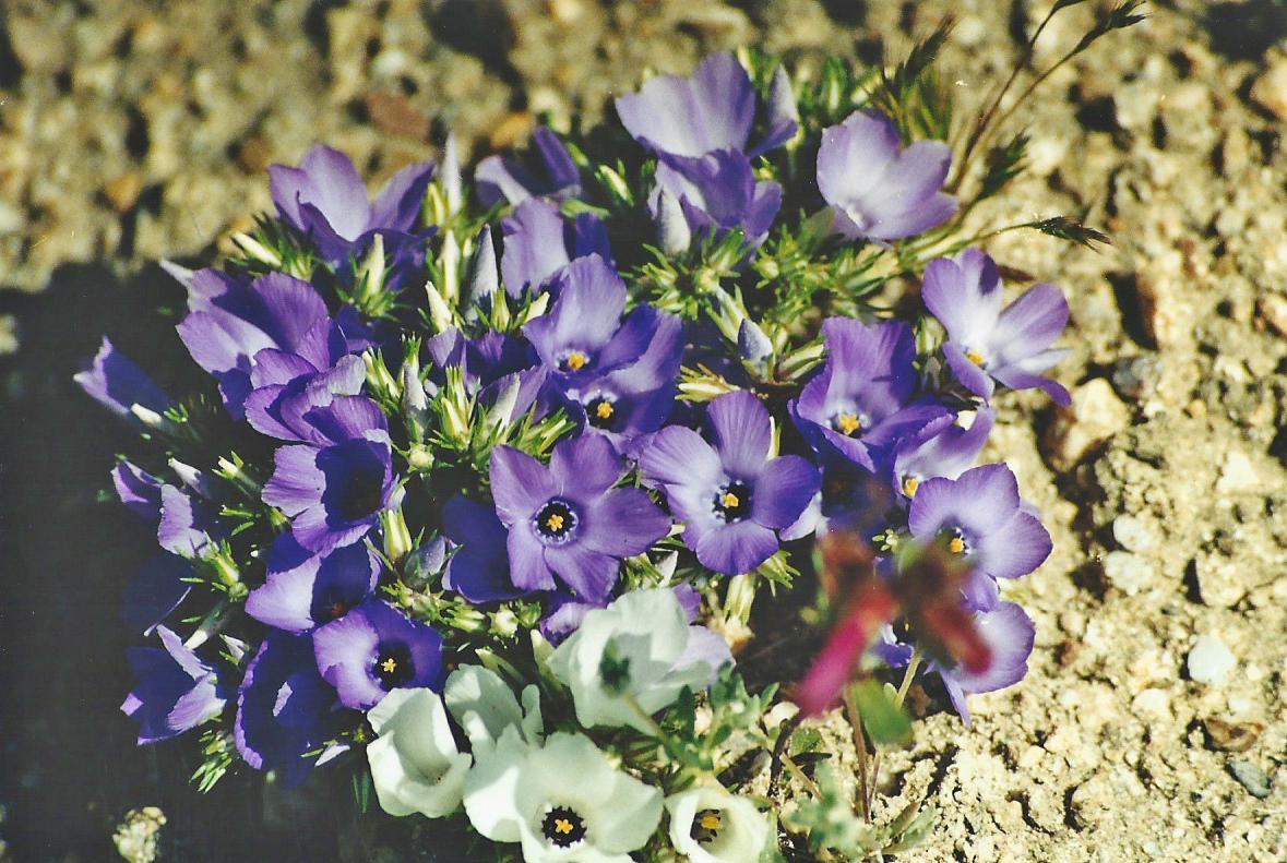 Western Sojourns: Travels with Camissonia: DEVIL'S PUNCHBOWL NATURAL ...