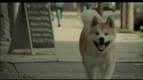PERROS Y GATOS FAMOSOS: SELECCIÓN DE FILMES CON TEMÁTICAS CANINAS
