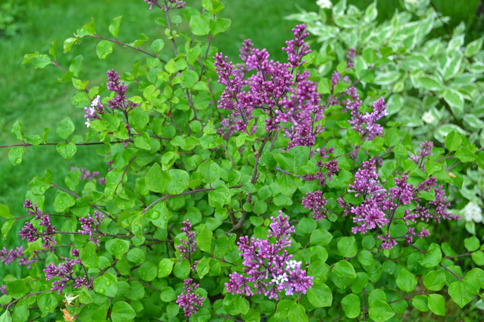 Mi fritid: Jentebukse og seriner