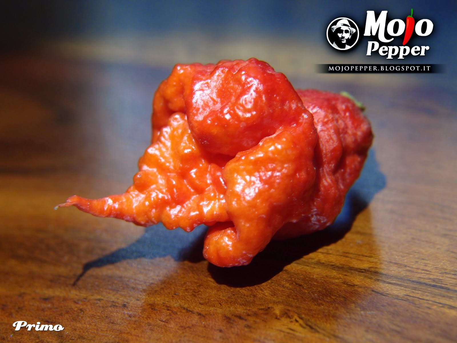 The Mojo Pepper - Just a Chili Pepper grower: Primo 7 POT chili pepper