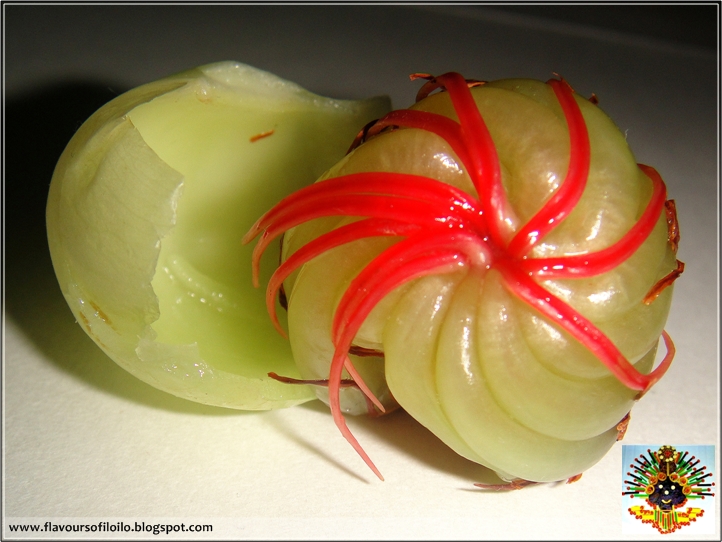 Discover. Experience. Enjoy STA. BARBARA, ILOILO: The Catmon tree