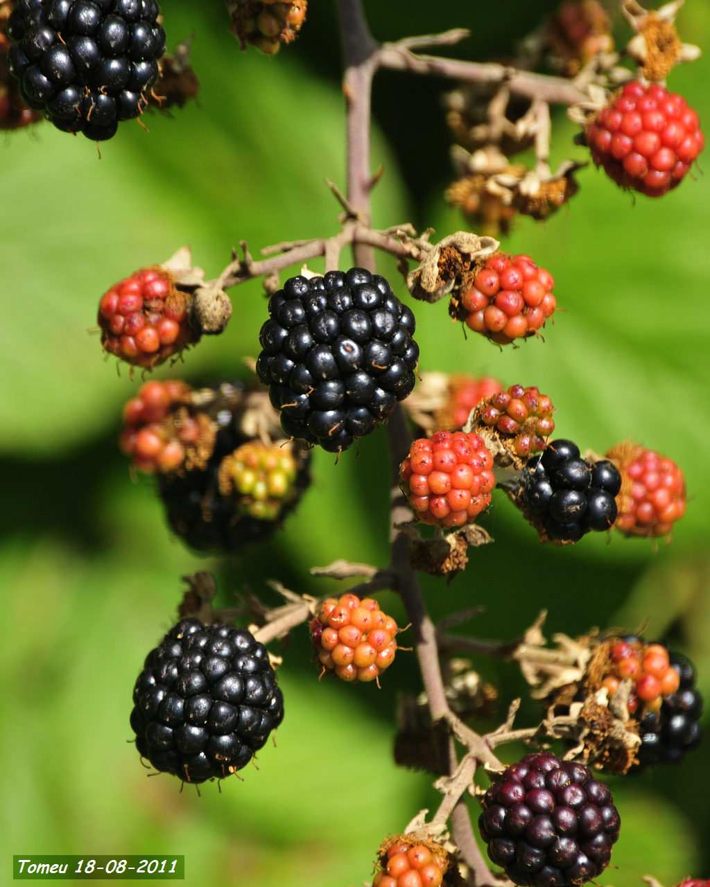 El Bloc d'en Tomeu: Temps de ple estiu i pocs Bolets