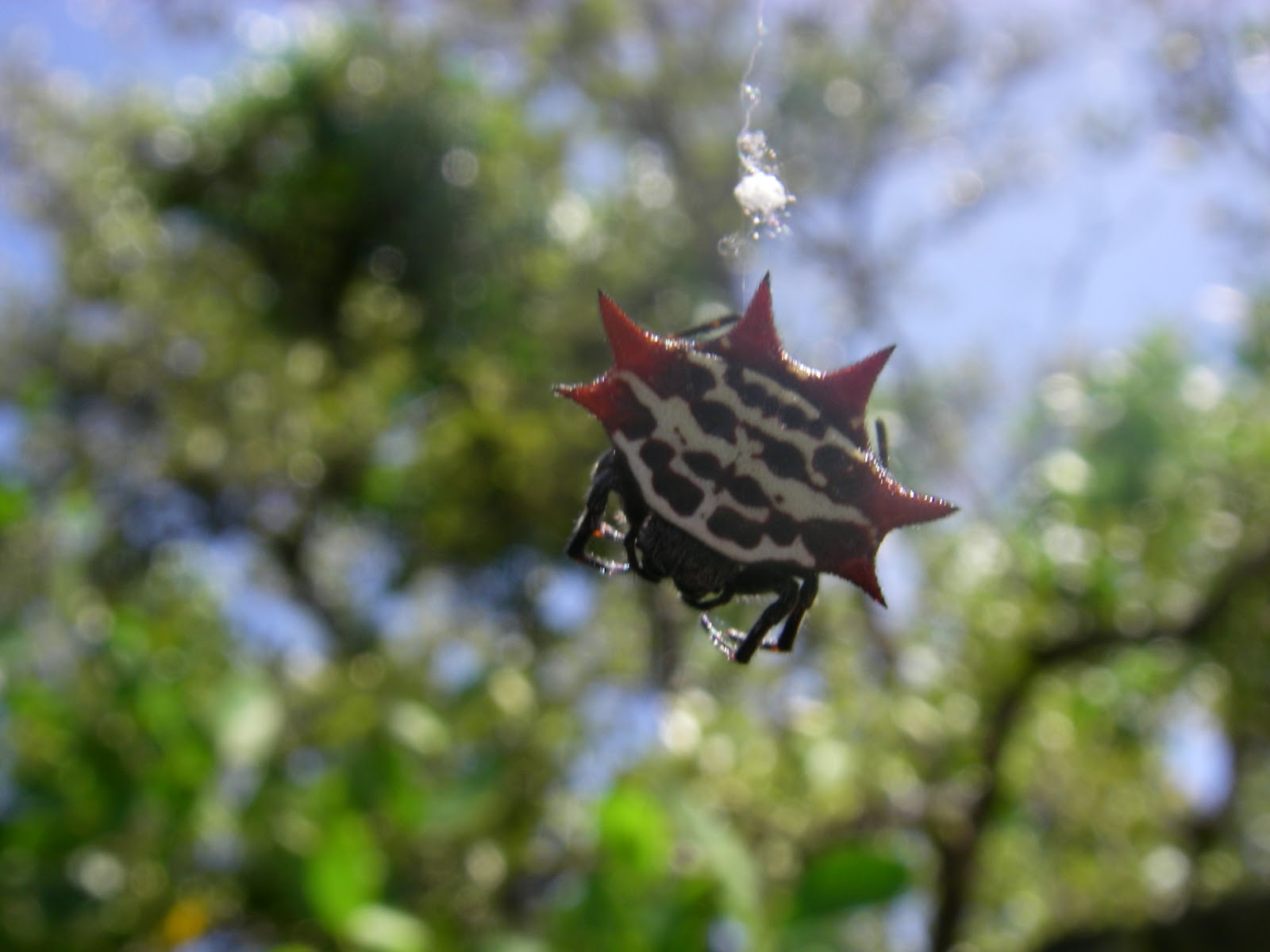 from the west...: key largo adventures