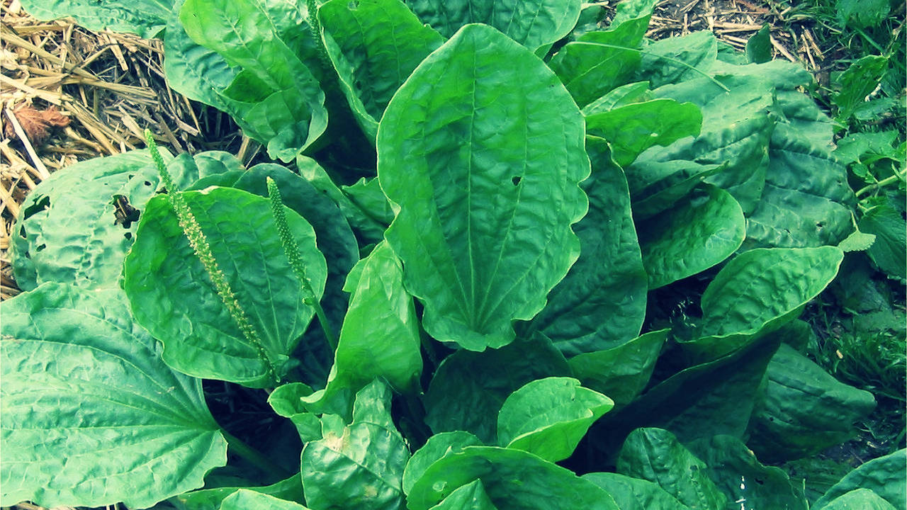 Manfaat Dan Khasiat Daun Ki Urat Untuk Pengobatan