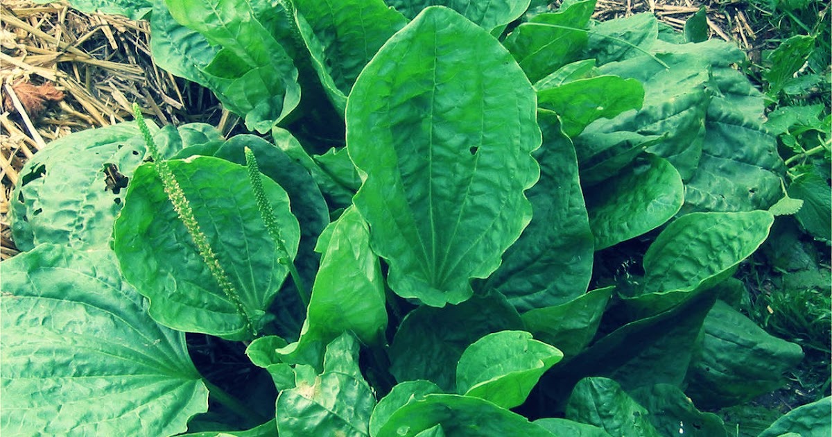 Manfaat Dan Khasiat Daun Ki Urat Untuk Pengobatan