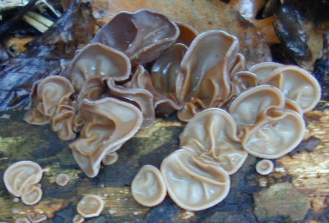 Macam - Macam Jamur dan Manfaatnya | Eky Syuraika