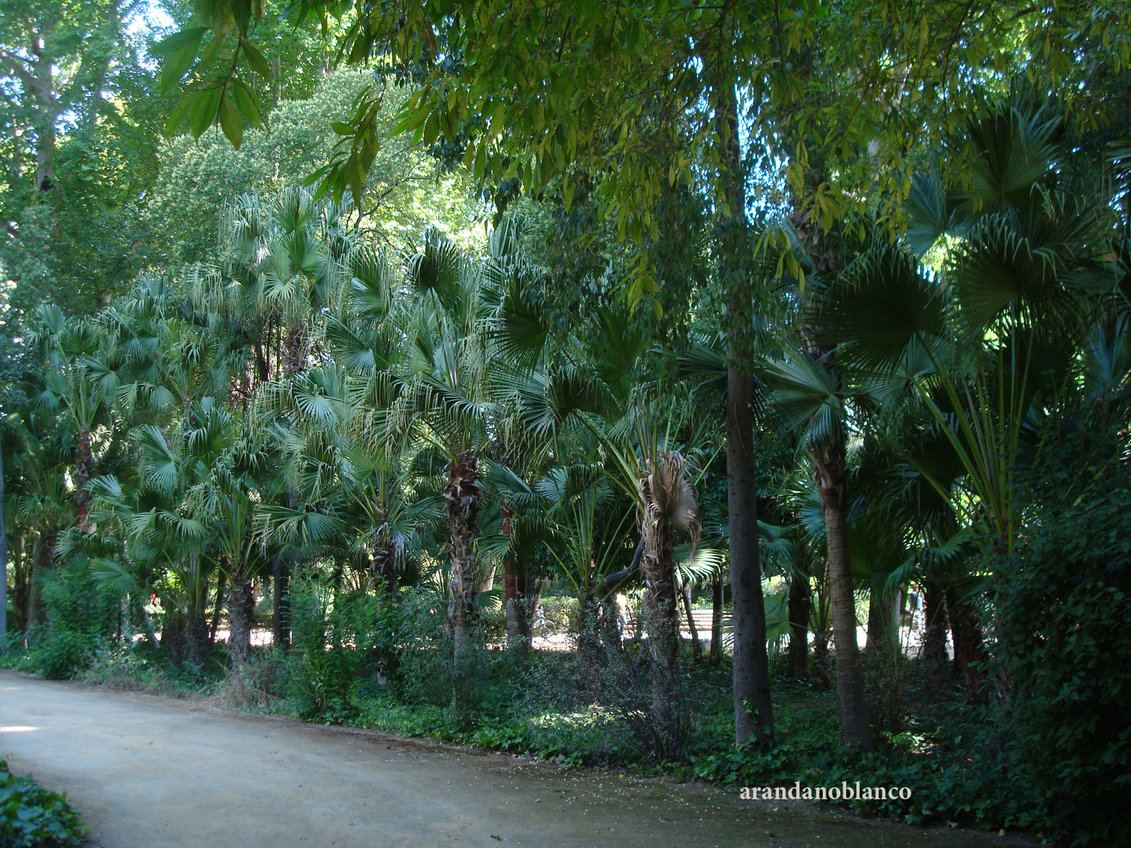 elarbolmiamigo-encinarosa: Palmemra de la fortuna / Trachycarpus ...