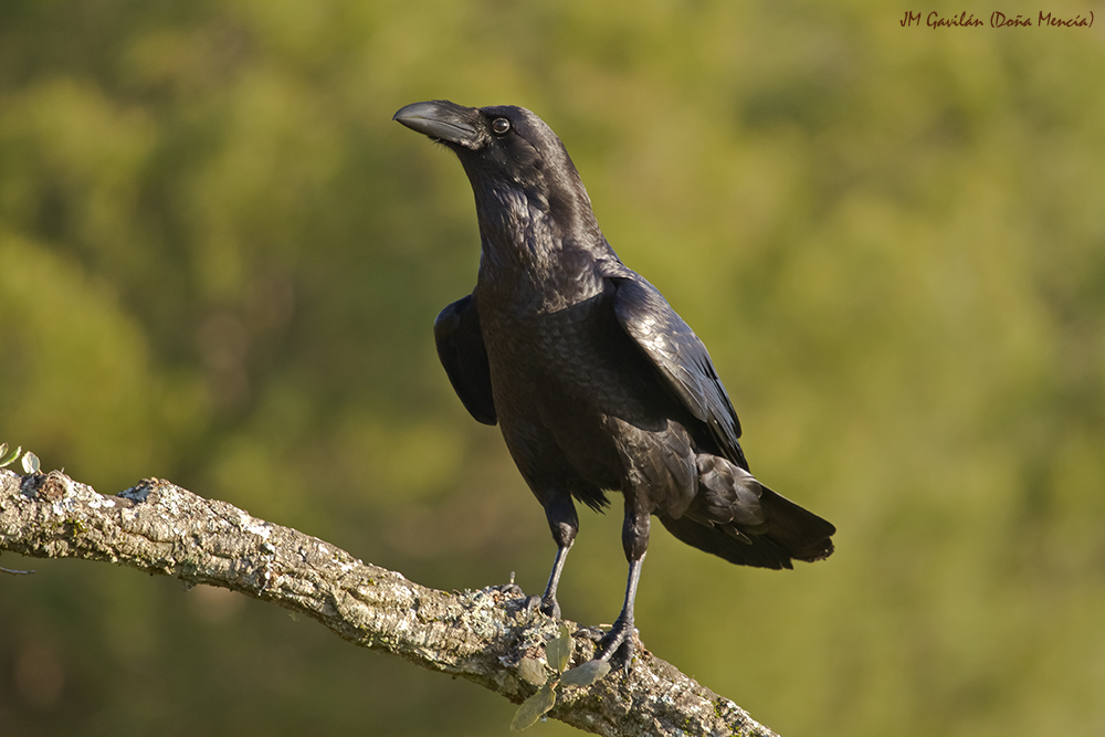 Fotografía de Naturaleza - JM Gavilán: Cuervo común (Corvus corax)
