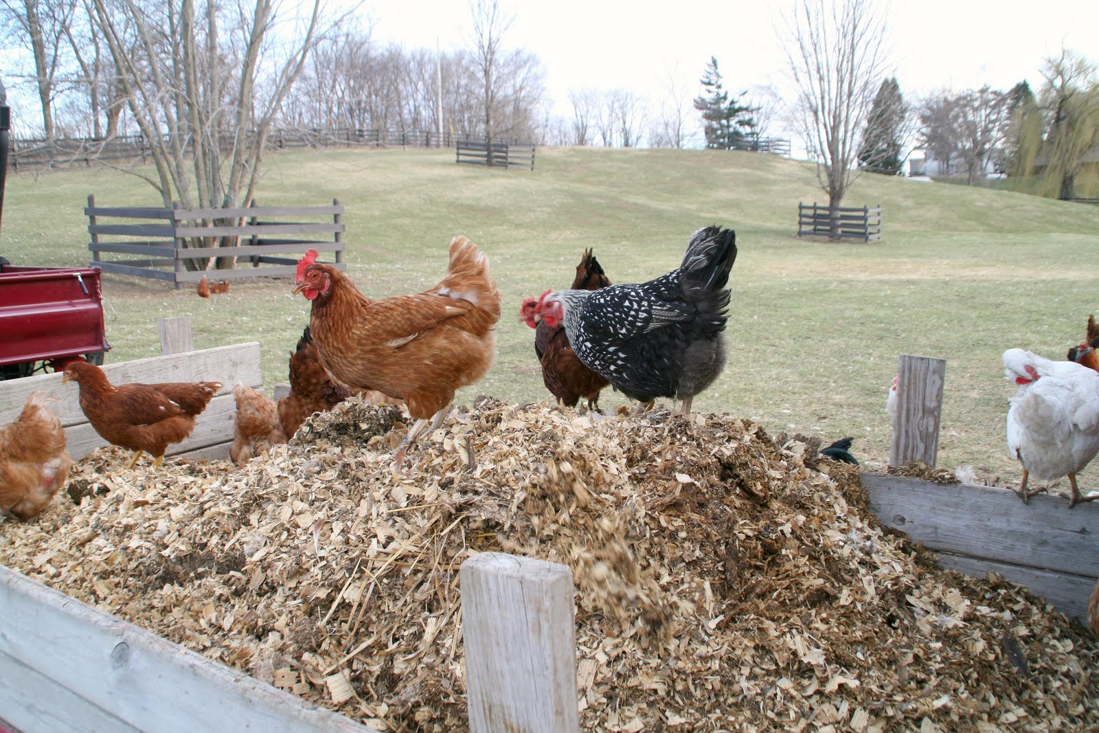 Brazy Creek Farm: The deep litter system...Blah...