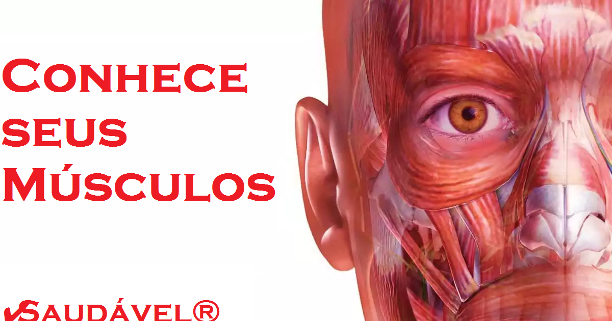 Saudável®: Conheça seus Músculos