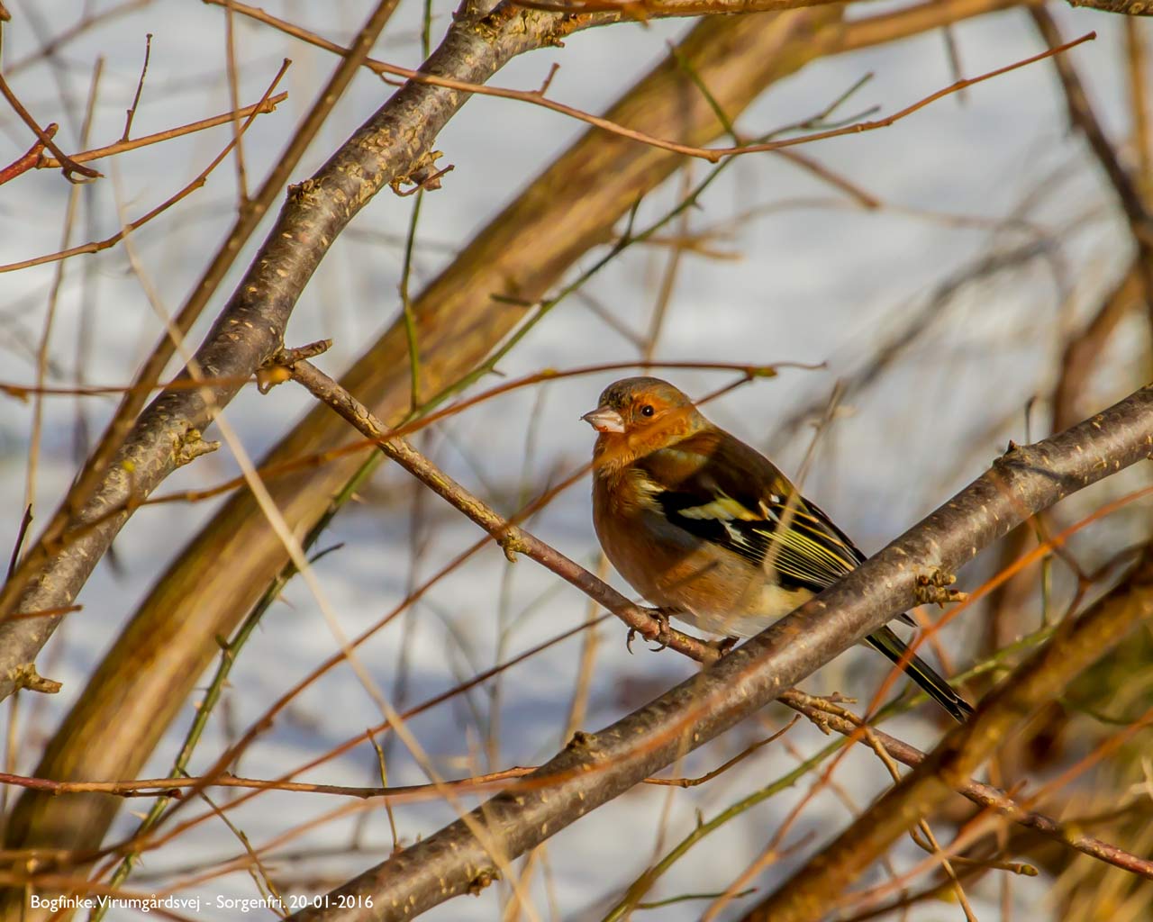Fuglefoto: Bogfinke. Virumgårdsvej - Sorgenfri.