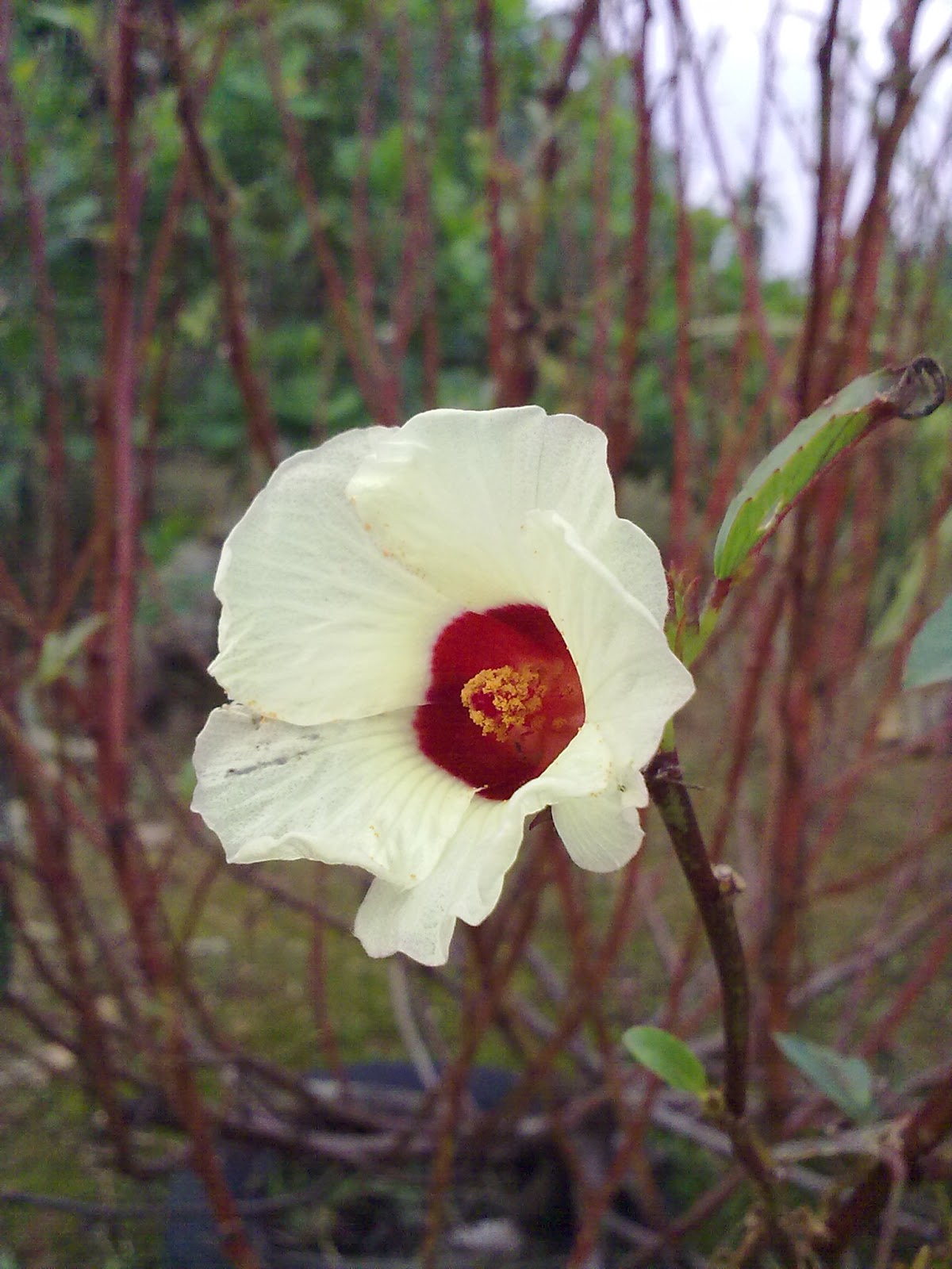 Kecantikan & Keaslian Bunga Desa - Relaks Minda