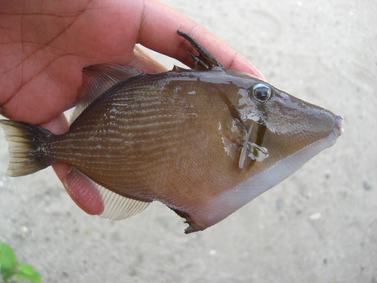Ang Bayan Ninyo: Homestay At Dasol...A fishing Village at Pangasinan.