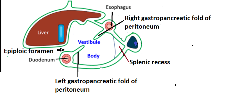 easyhumanatomy: Summary of lesser sac : lecture note