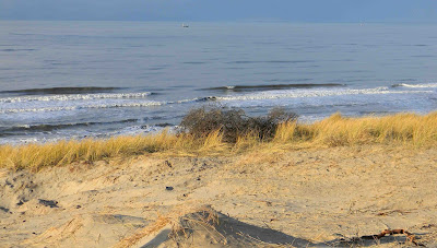 Analyseren/Natuurlocaties: Amsterdamse Waterleidingduinen/Duinen/Strand