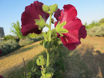 FLORA NEL SALENTO e.. anche altrove: Alcea biennis Winterl - Malvaceae ...