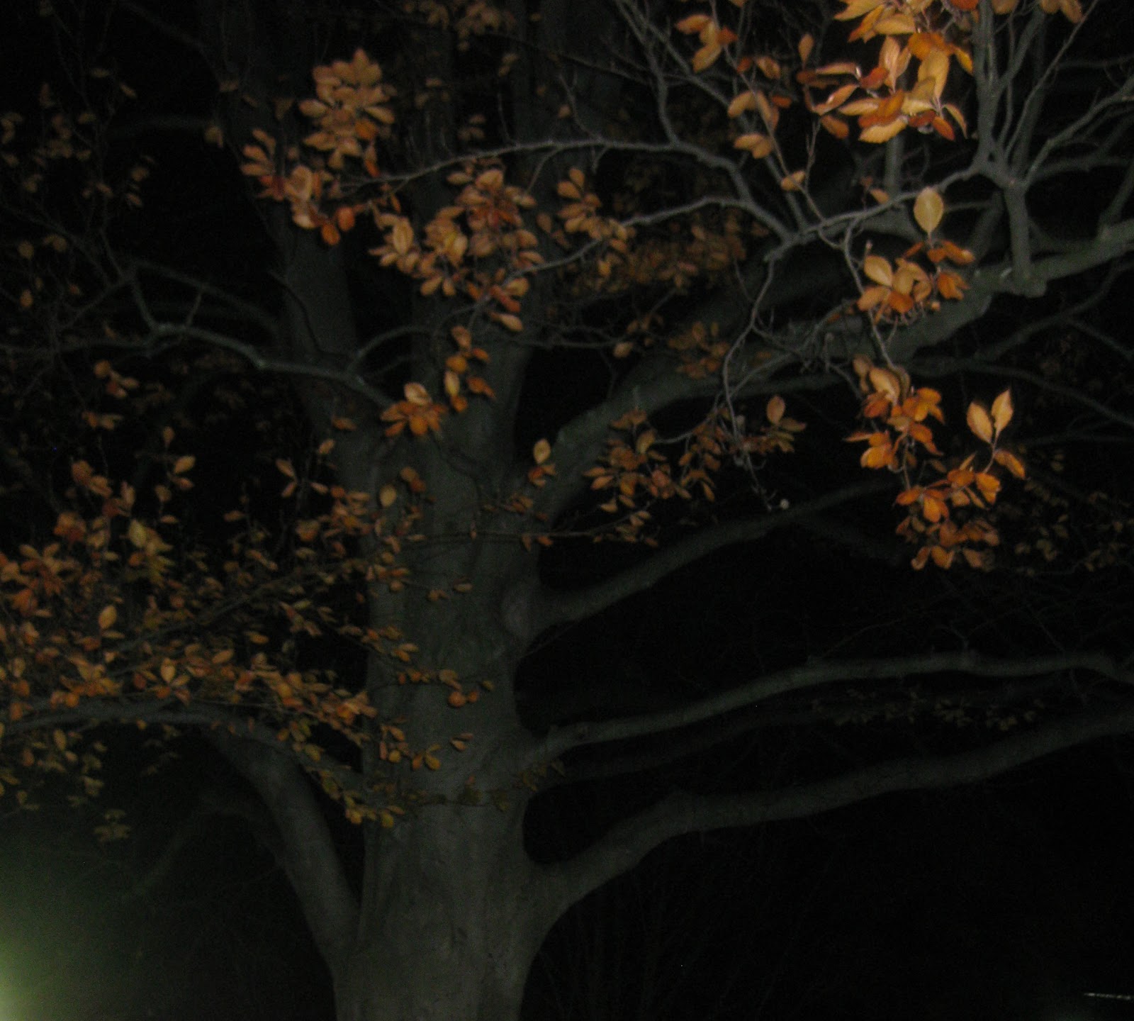 Trees: Night photos of autumn leaves