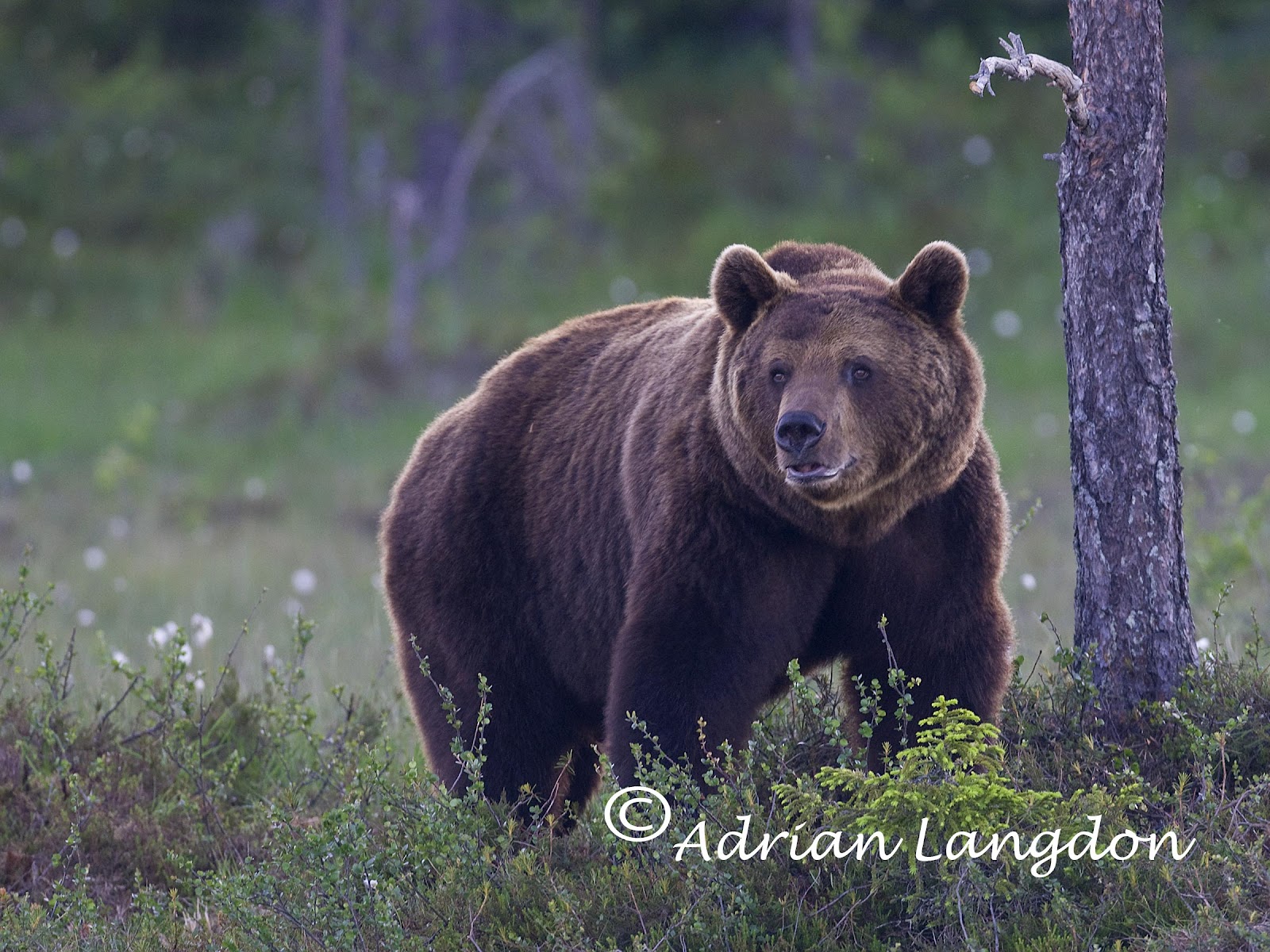 images-naturally!: A big brown bear at 03:25 in the morning!