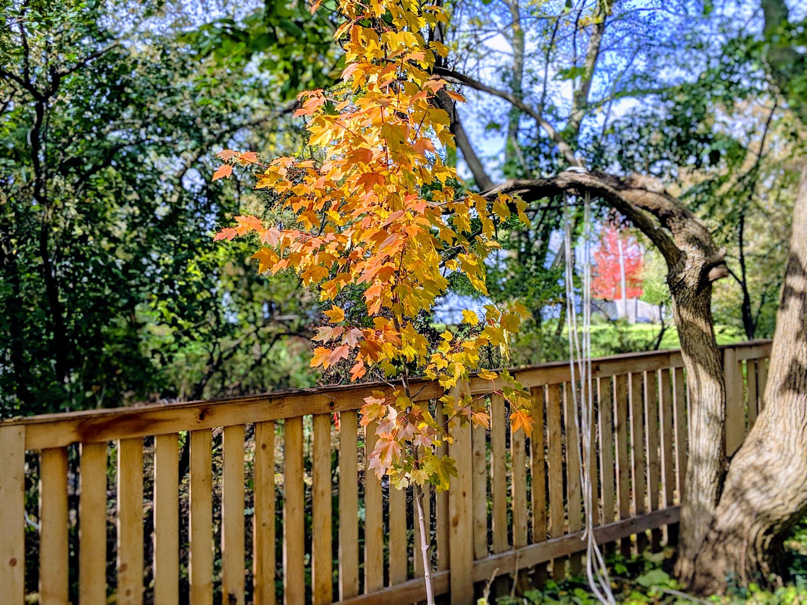 Red Maple Sun Valley Update - Fall 2018