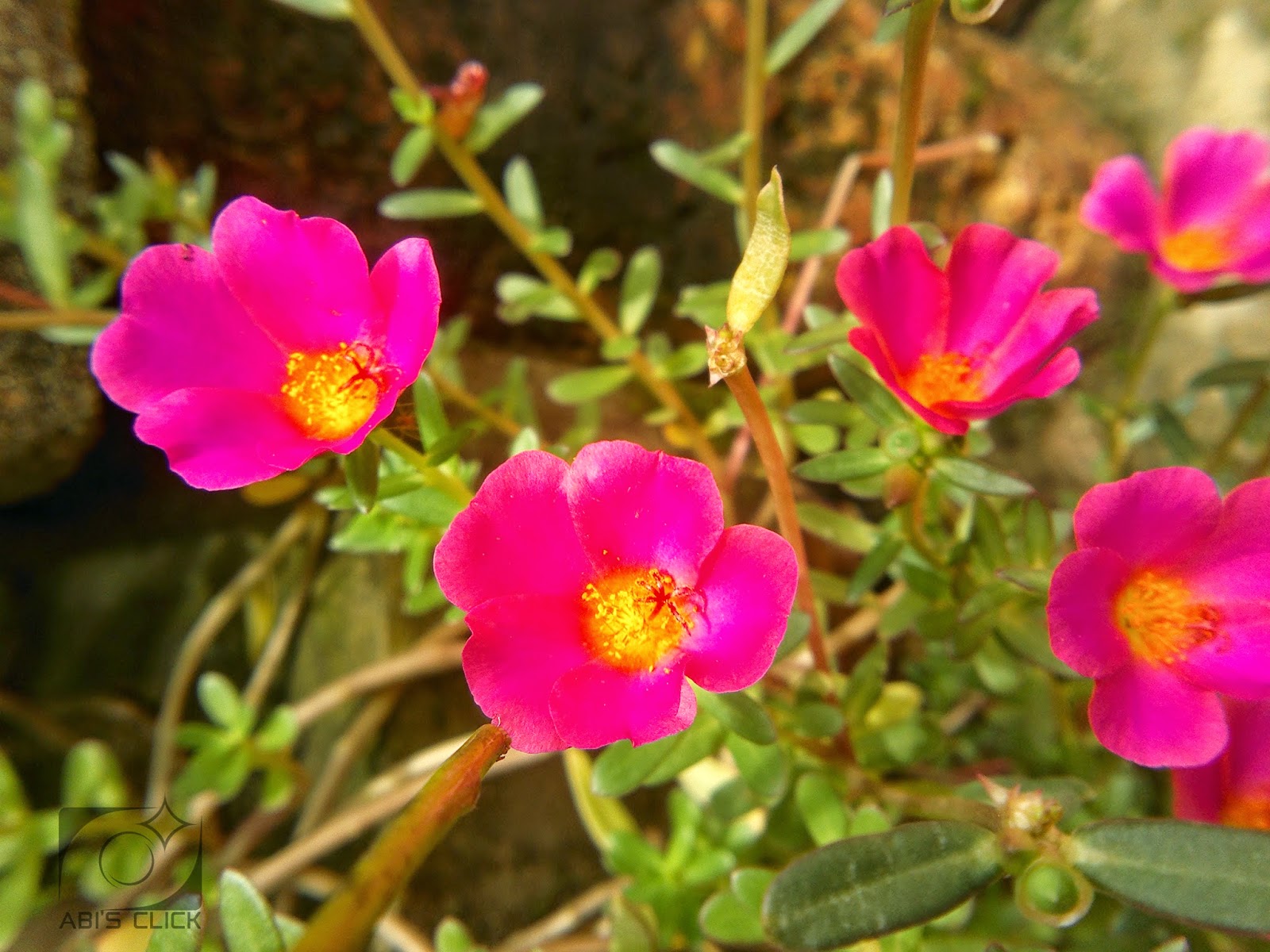 Abi s Click Ten O clock Flower Pathumani Poovu abi-s-click-ten-o-clock-flower-pathumani-poovu