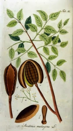 ker dirona: Acajou d’Amérique