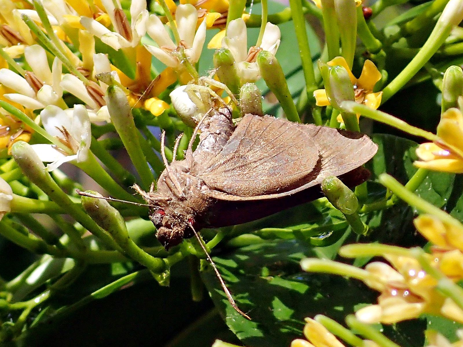 Butterflies of Singapore: Oh Crab!! I Didn't See It Coming!